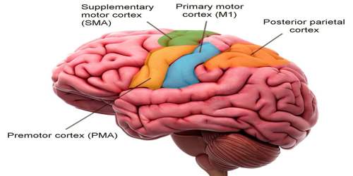 Premotor Cortex
