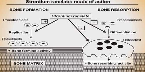 Osteoclast Assignment Point