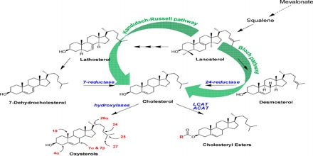 Regulation of Cholesterol Metabolism - Assignment Point