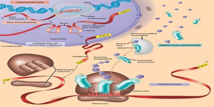 Describe about Protein Synthesis - Assignment Point