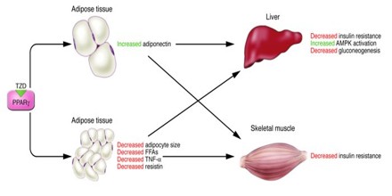 Adiponectin Hormone - Assignment Point