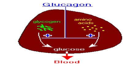 About Glucagon - Assignment Point