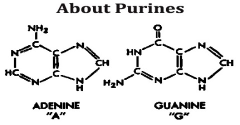 Purines