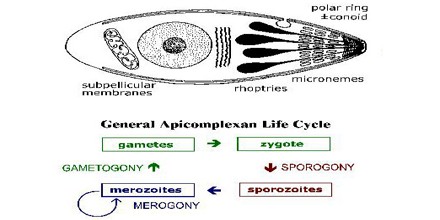 Apicomplexa