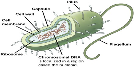 About Prokaryote - Assignment Point