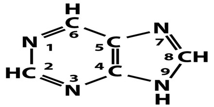 About Purines - Assignment Point