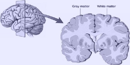 Grey Matter - Assignment Point