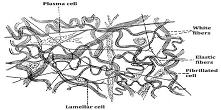 Elastic Fiber - Assignment Point