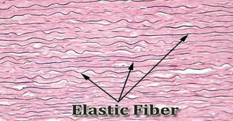 Elastic Fibers Structure