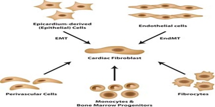 Fibroblast - Assignment Point