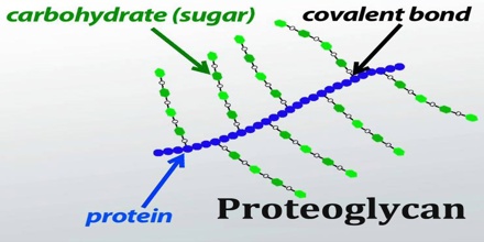 Proteoglycan - Assignment Point