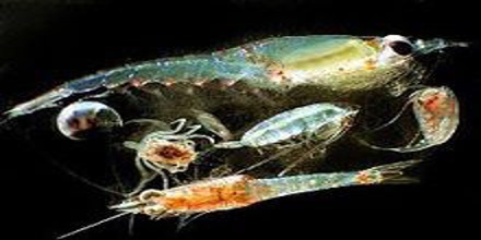 Zooplankton Examples