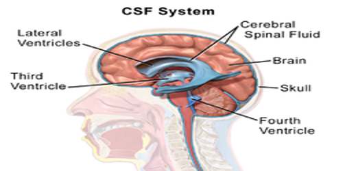 Cerebrospinal Fluid - Assignment Point