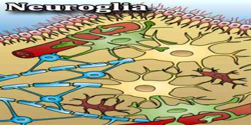 Neuroglia - Assignment Point