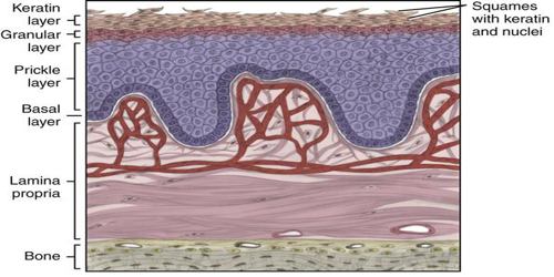 Oral Mucosa - Assignment Point