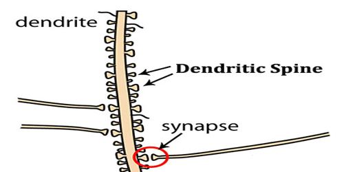 Dendritic Spine Types