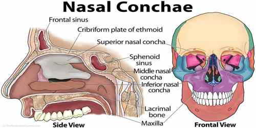Nasal Concha - Assignment Point