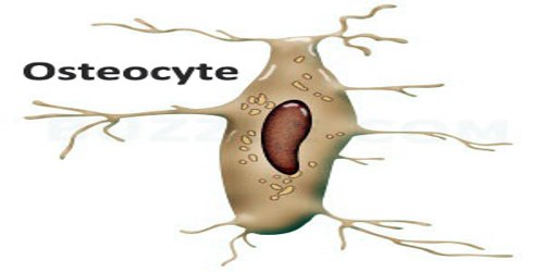 Osteocyte - Assignment Point