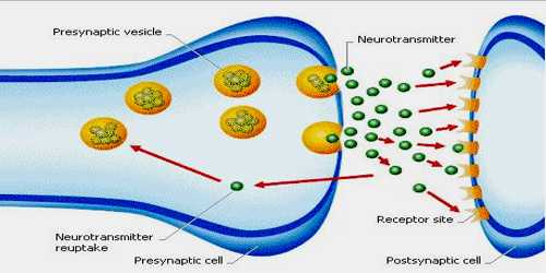 Acetylcholine - Assignment Point