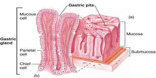 Gastric Glands - Assignment Point