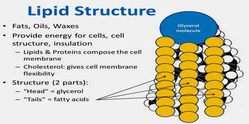 Waxes Structure Functions Biochemistry Examples