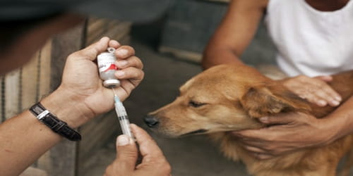 Rabies (Diagnosis, Treatment and Prevention) - Assignment Point